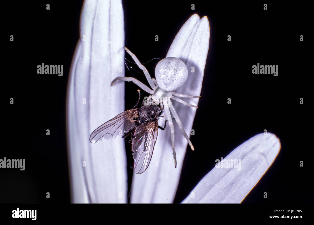 M vatia hi-res stock photography and images - Alamy