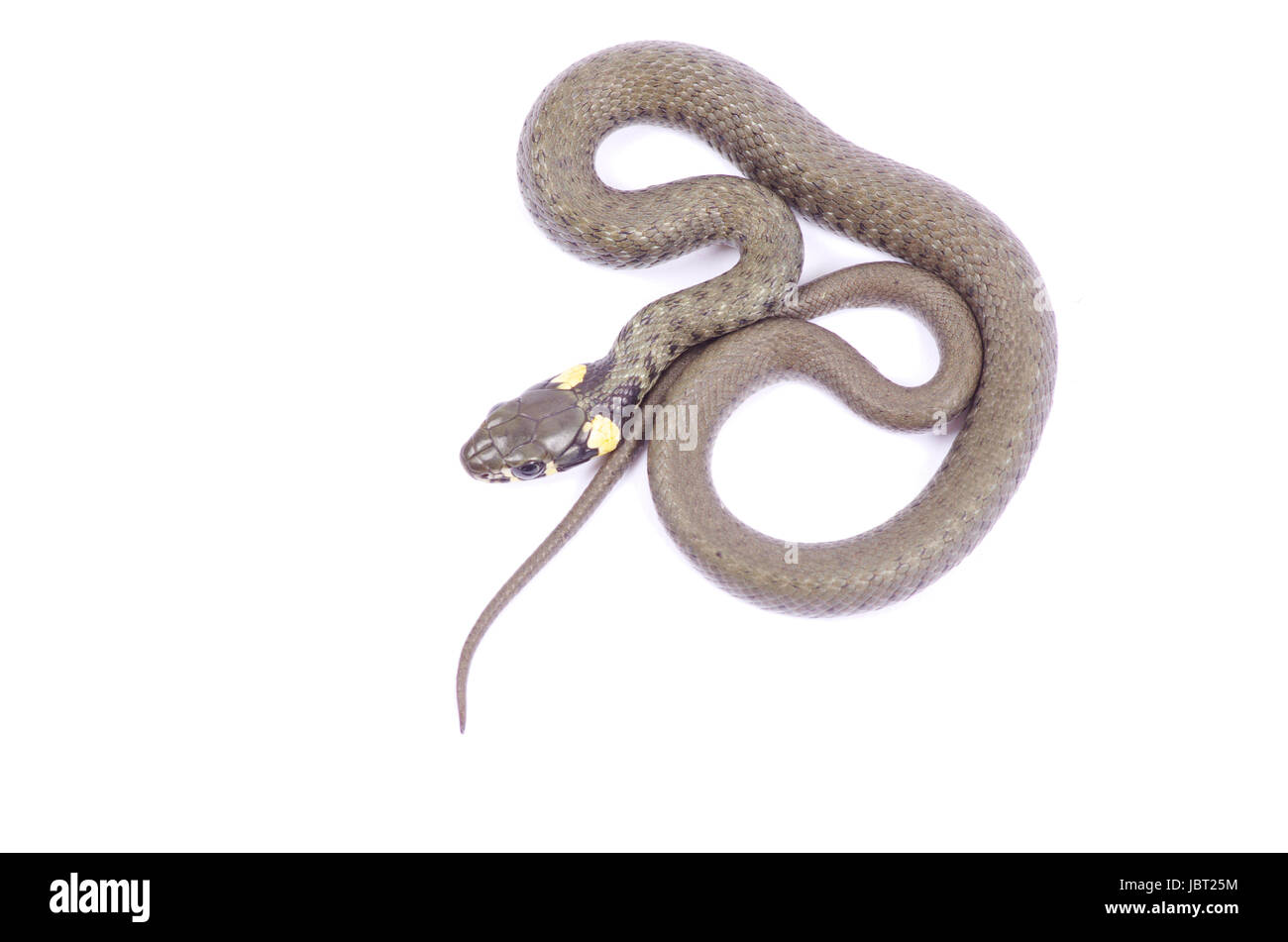 snake isolated on white background Stock Photo - Alamy