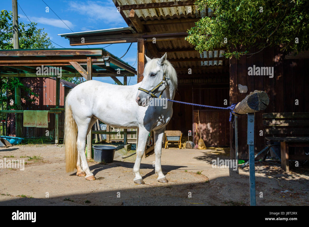 Pferdestall mädchen hi-res stock photography and images - Alamy