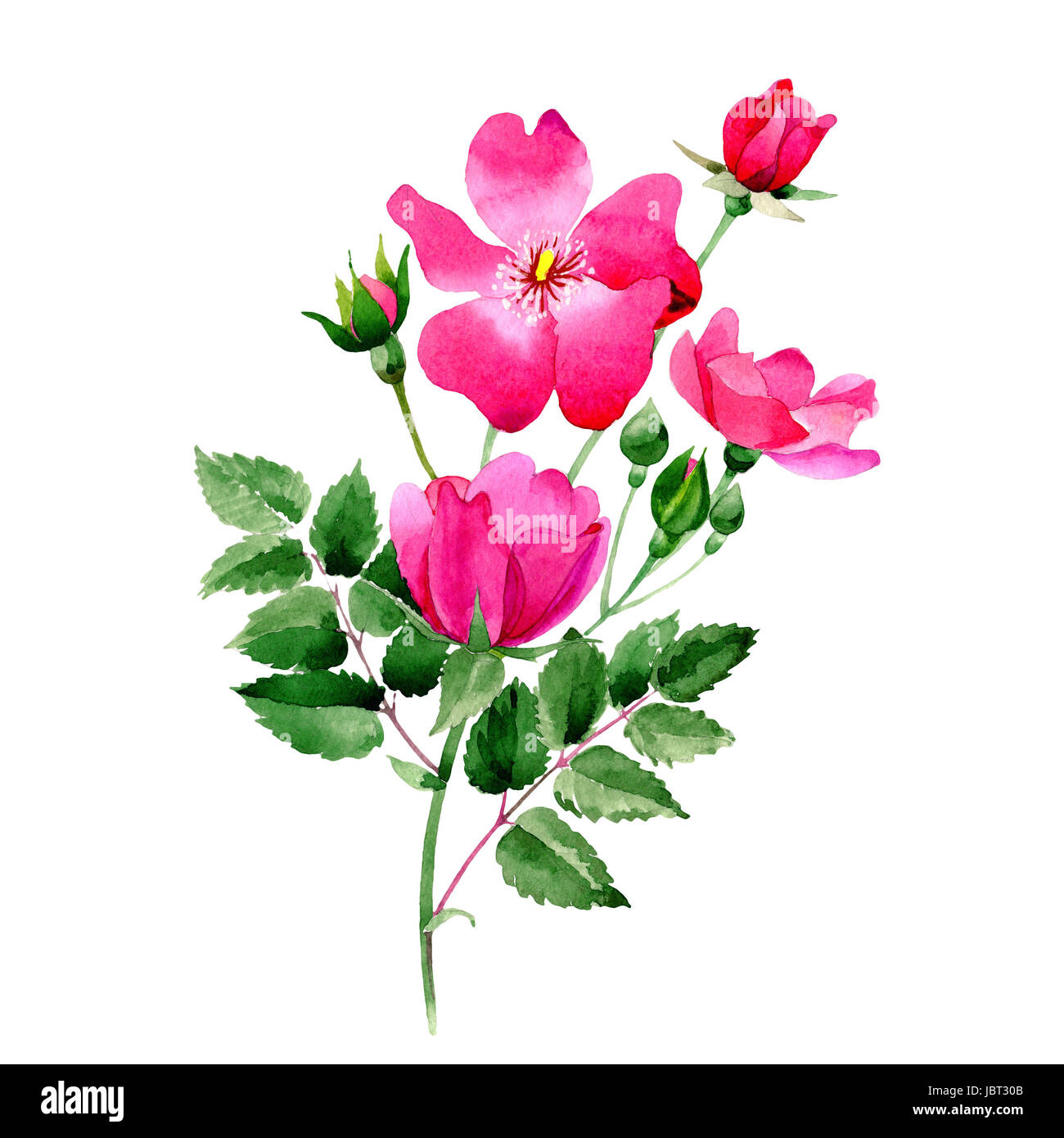 Wildflower rose flower in a watercolor style isolated. Full name of the ...