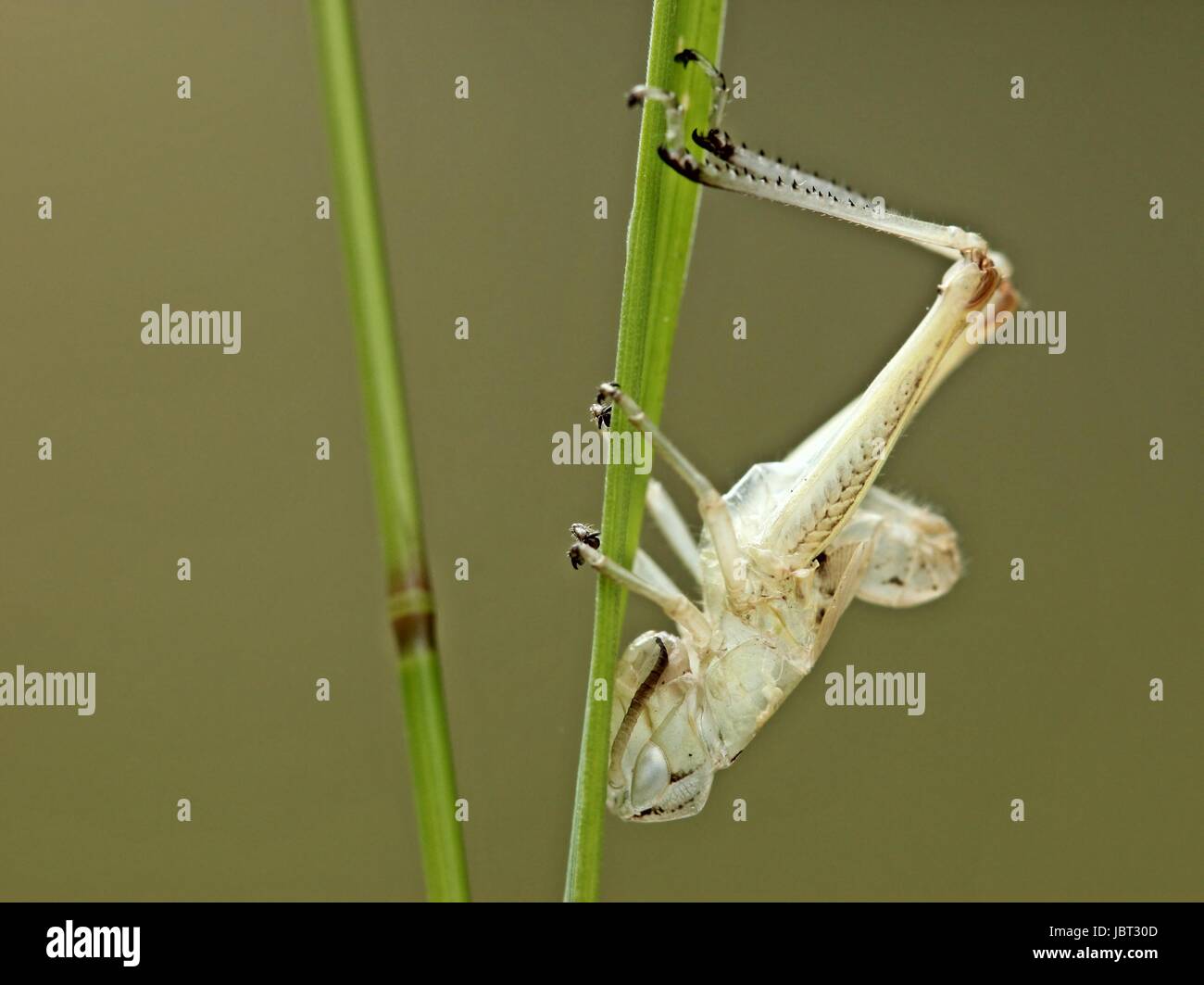 exuvie (larval skin) a grasshopper Stock Photo - Alamy