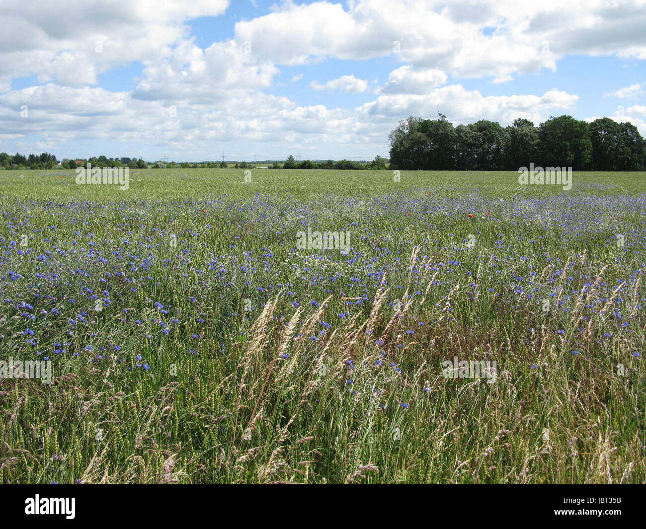 cornflowers in corn field Stock Photo - Alamy