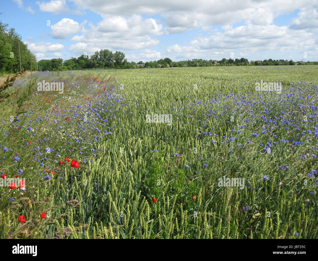 Weizenanbau hi-res stock photography and images - Alamy