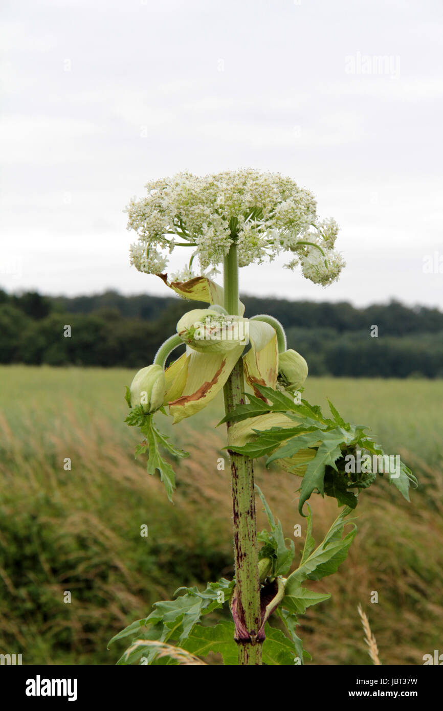 Herkuleskraut hi-res stock photography and images - Alamy