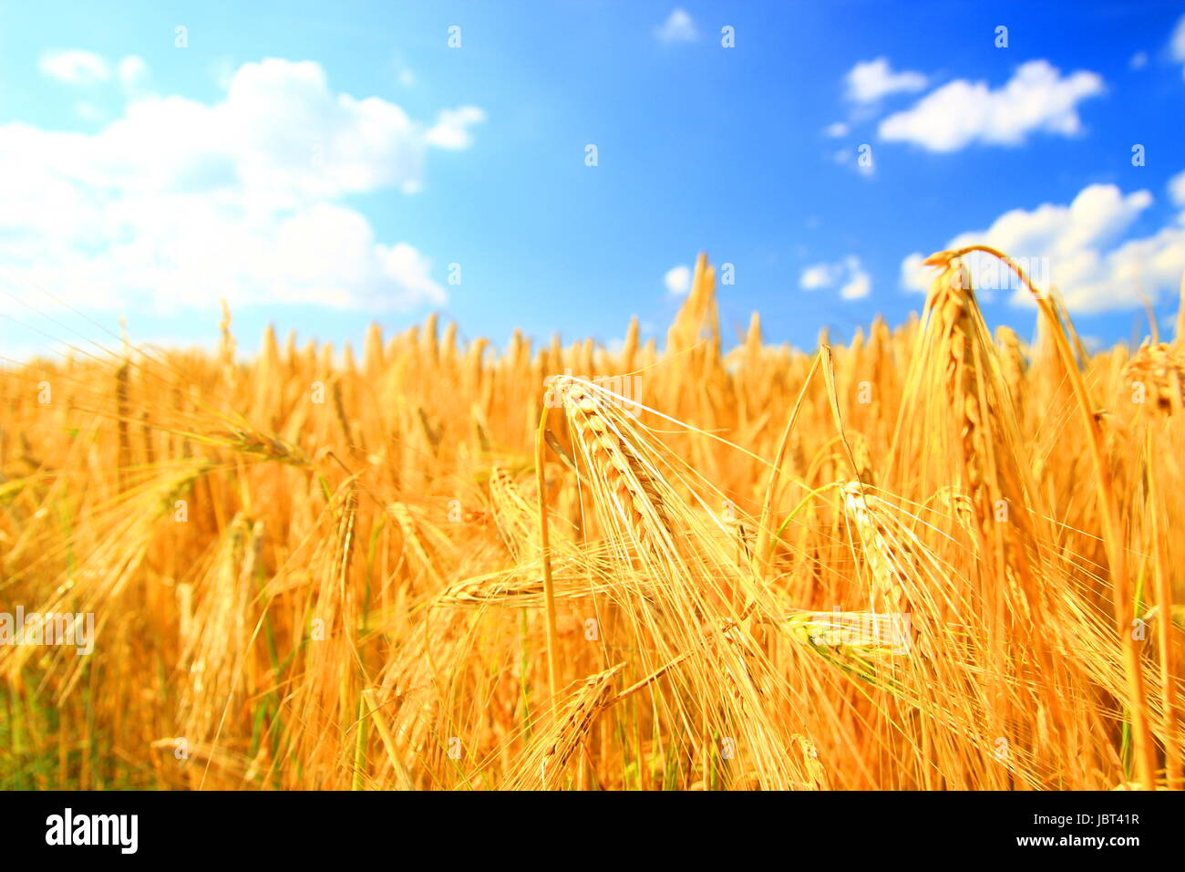 Wheat field bright blue hi-res stock photography and images - Alamy
