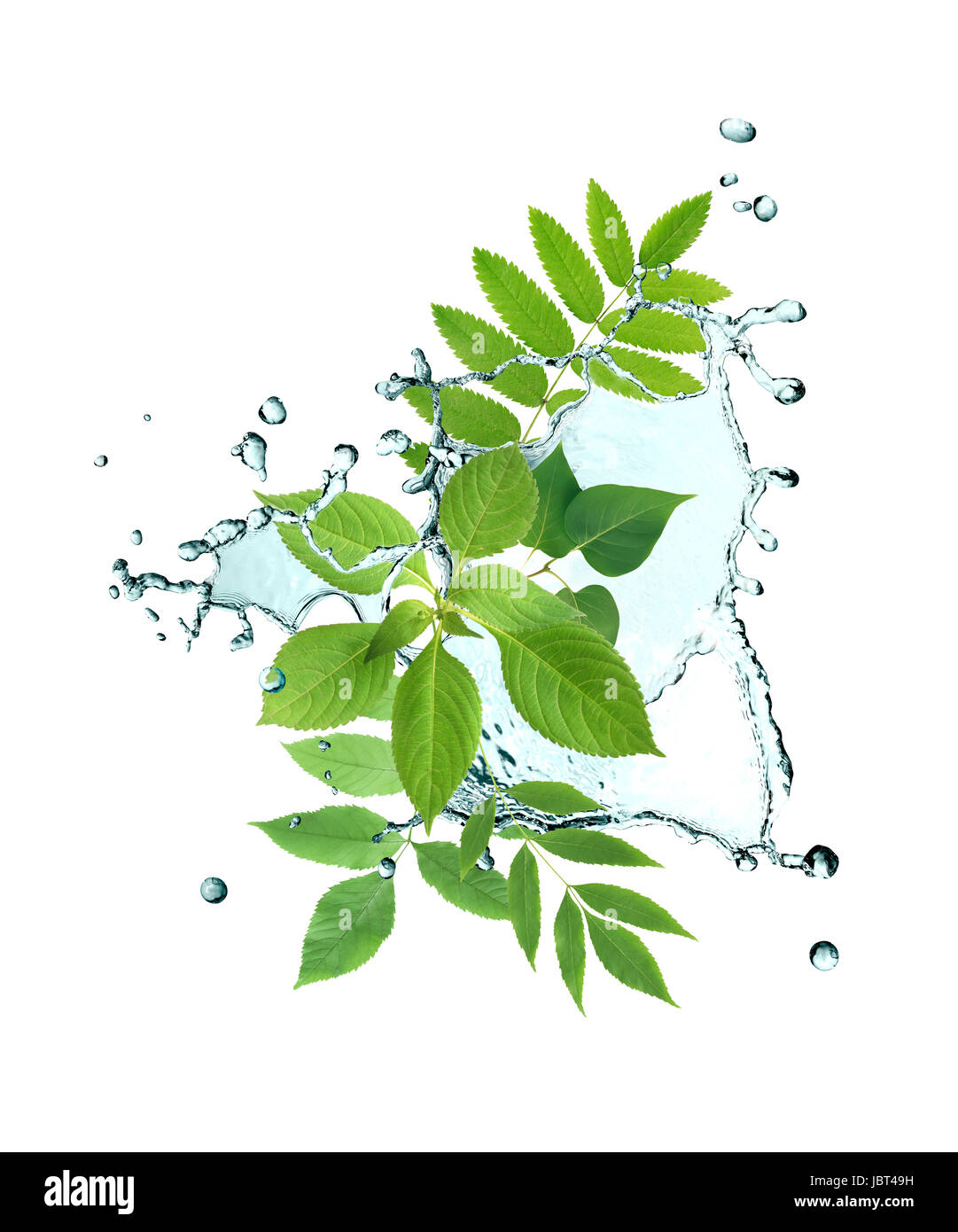 Ecology concept. Green leaves with splashing water on white background ...