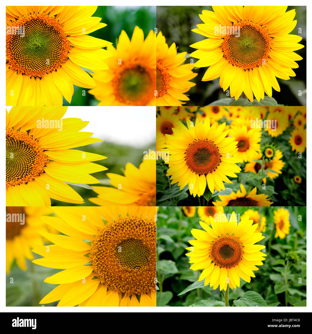 Beautiful collage of many yellow sunflowers Stock Photo - Alamy