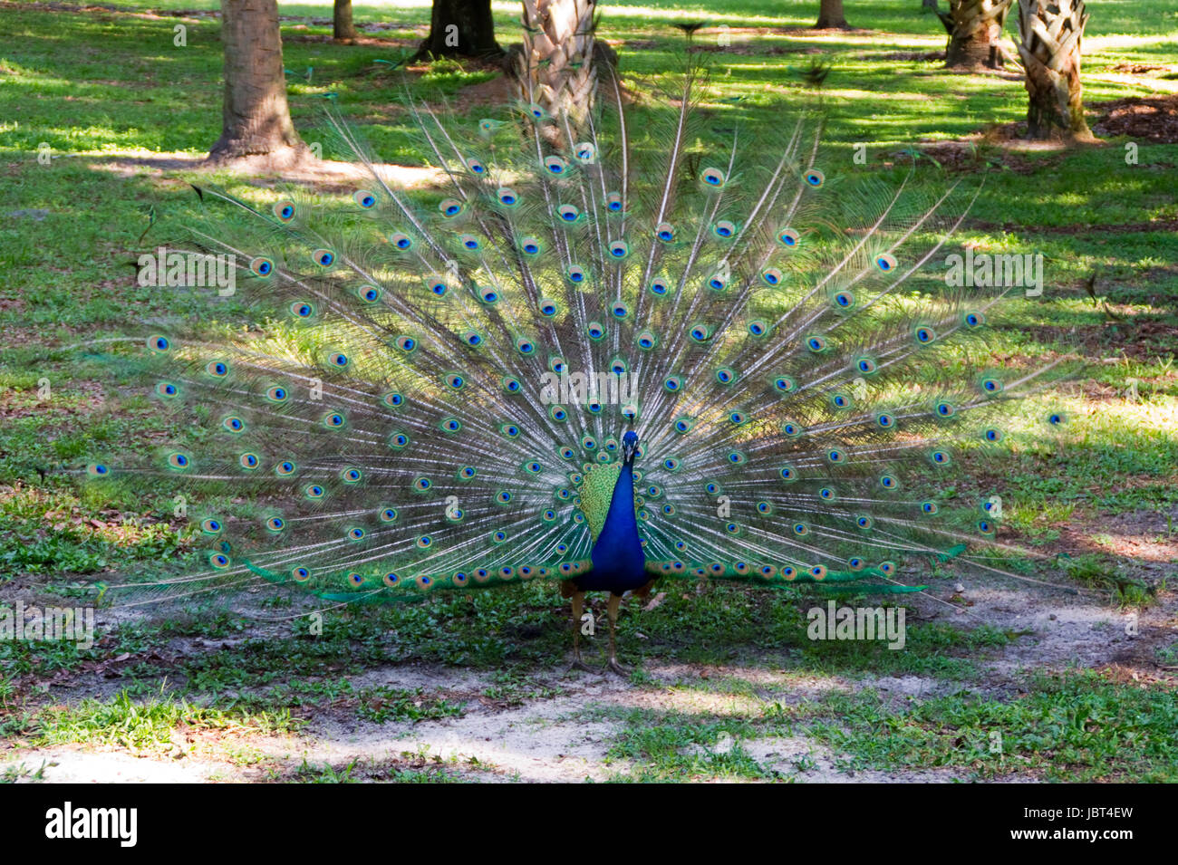Back of peacock hi-res stock photography and images - Alamy