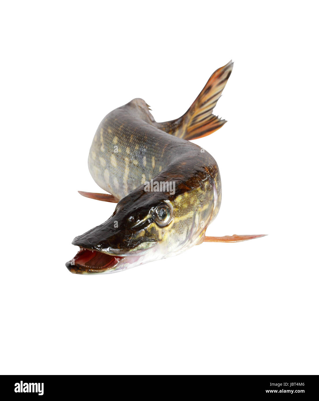 Freshness raw pike isolated on white background with clipping path ...