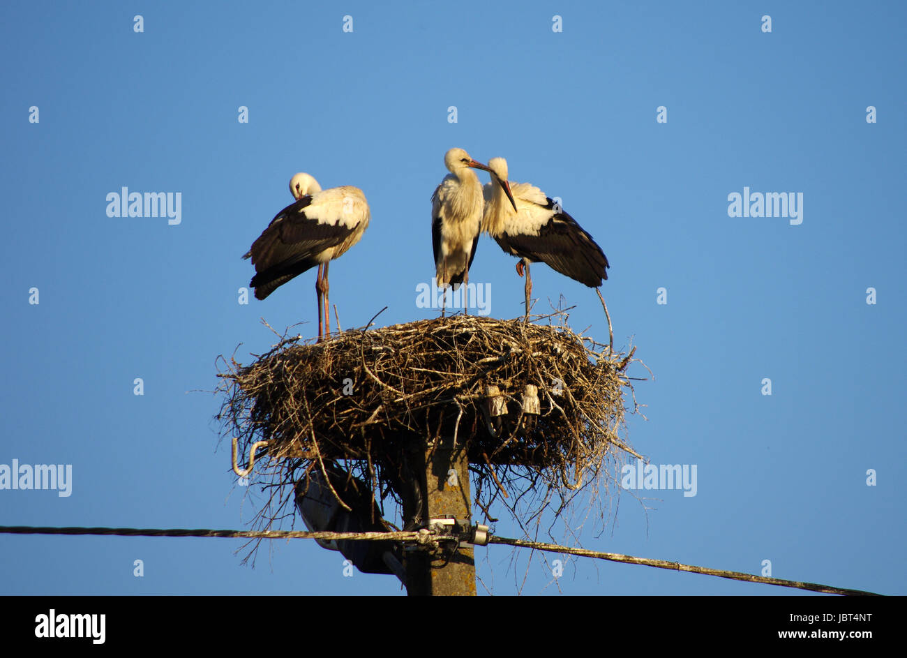 Young storks hi-res stock photography and images - Alamy
