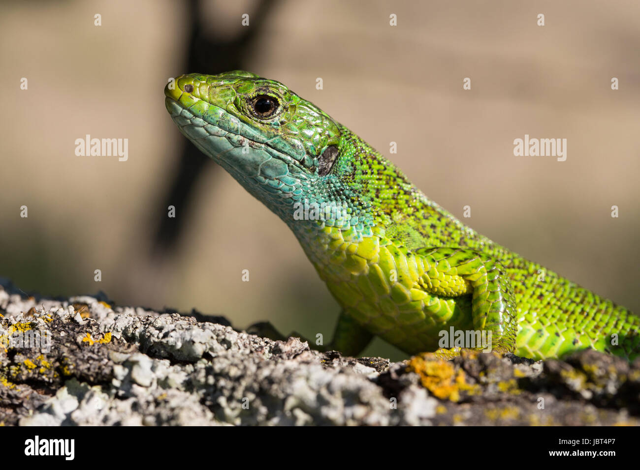 European green lizard - Lacerta viridis Stock Photo - Alamy