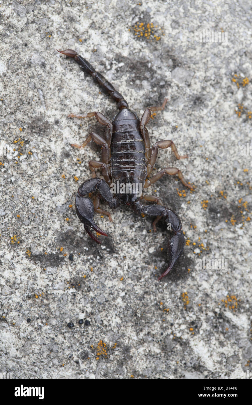 Skorpion insekt hi-res stock photography and images - Alamy
