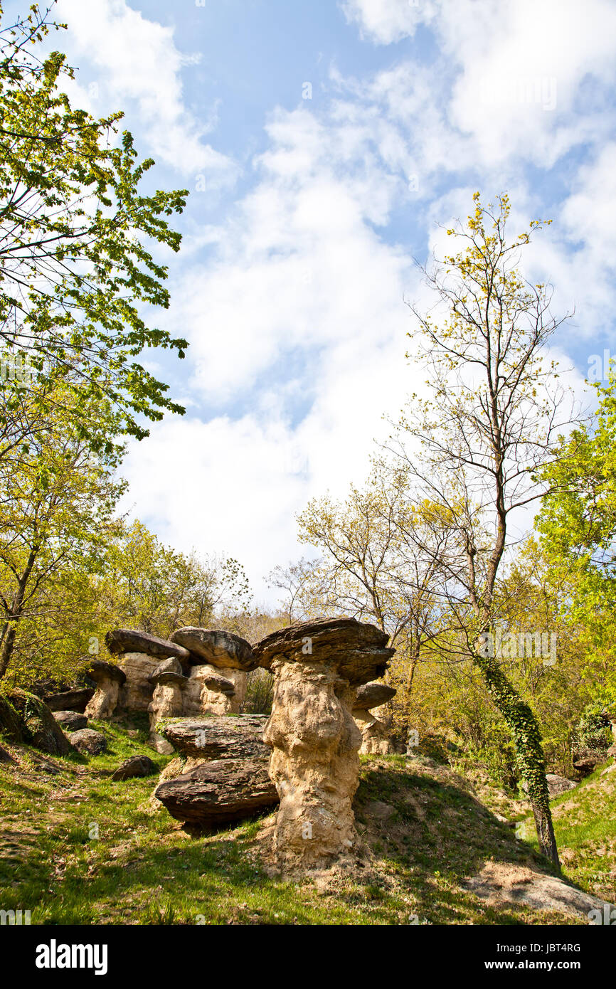 Curious forest in Italy, Piemonte region, close to Cuneo city. The name ...