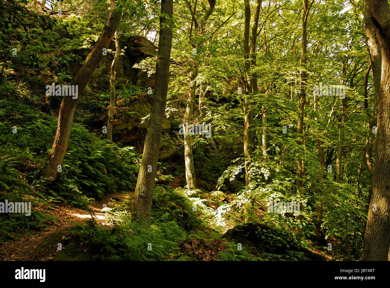 Waldidyll hi-res stock photography and images - Alamy