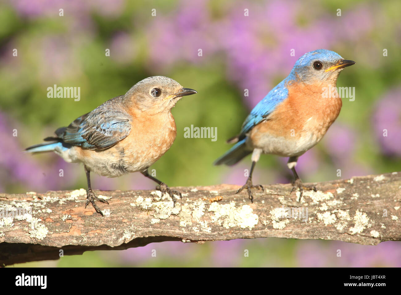 Eastern Bluebirds (Sialia sialis) on a perch with flowers Stock Photo ...