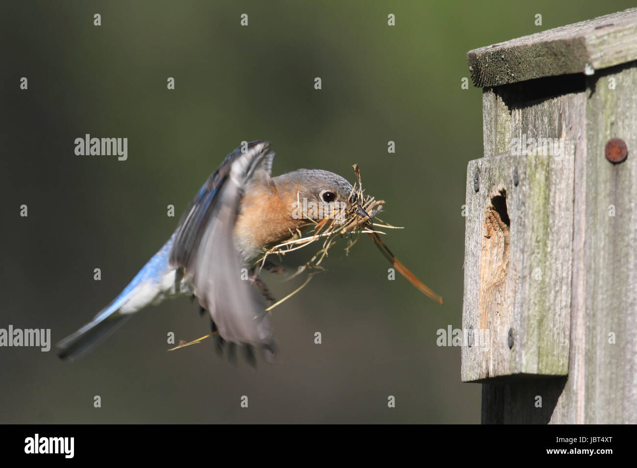 Eastern bluebird nesting material hi-res stock photography and images ...