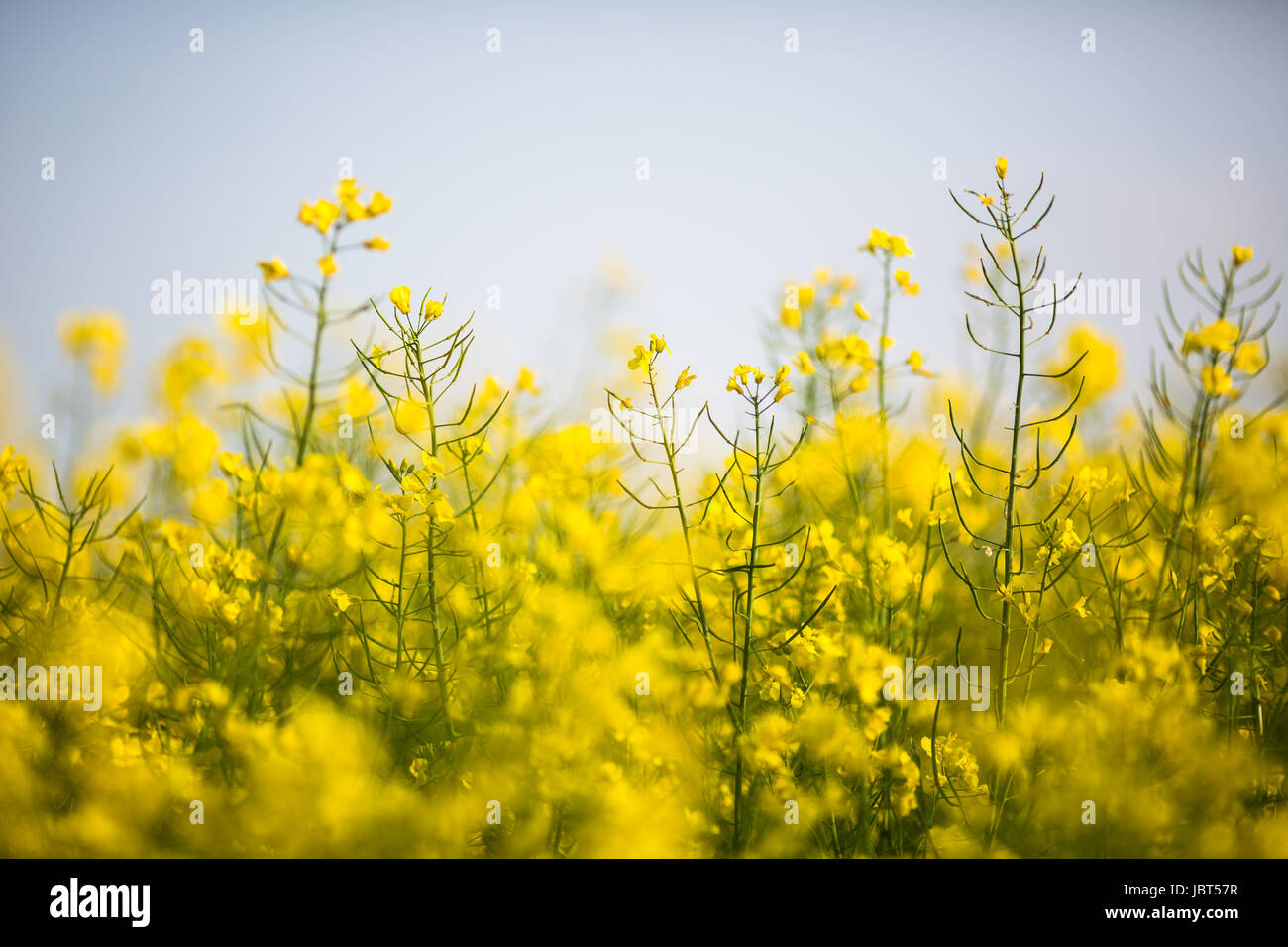 Colza plain hi-res stock photography and images - Alamy