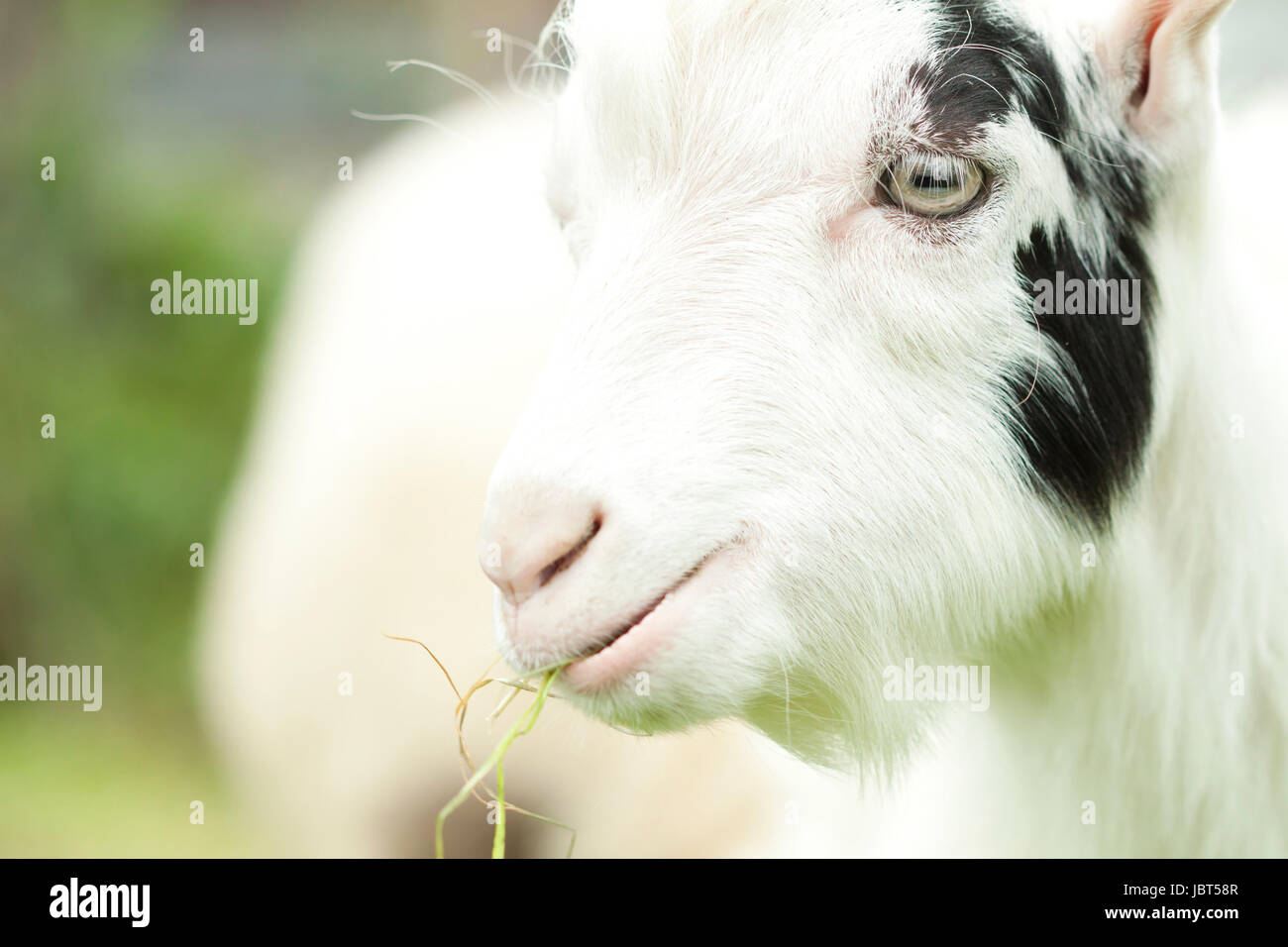 Vintage photo of a goat Stock Photo - Alamy