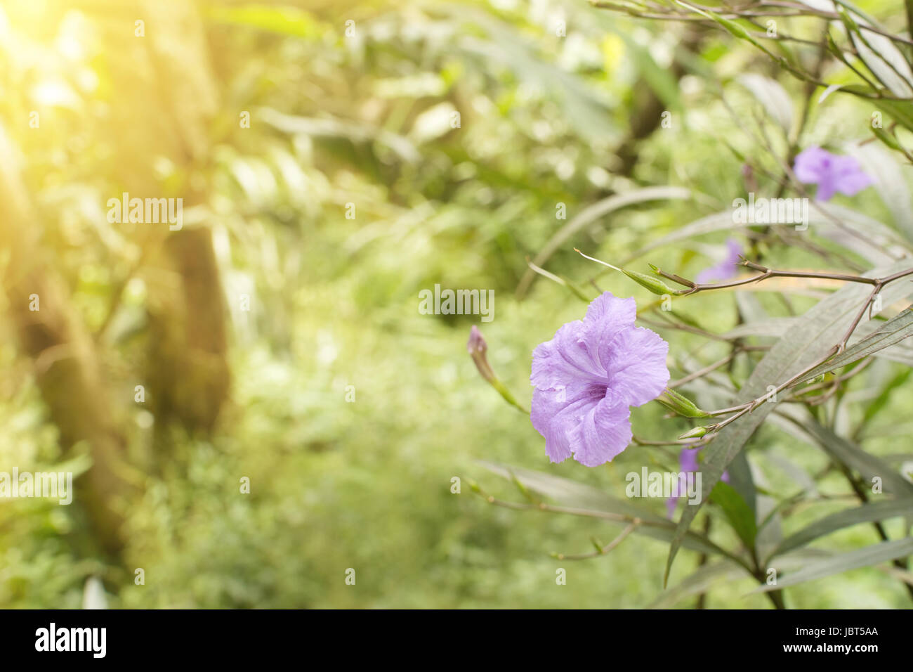 Spring flowers under golden sunlight Stock Photo - Alamy