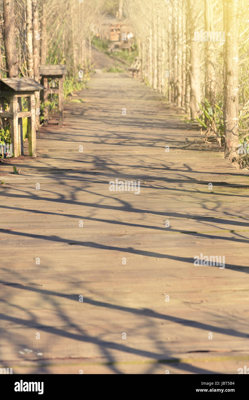 Wooden path in forest under sunset light Stock Photo - Alamy
