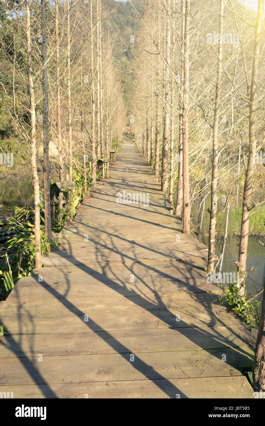 Wooden path in forest under sunset light Stock Photo - Alamy