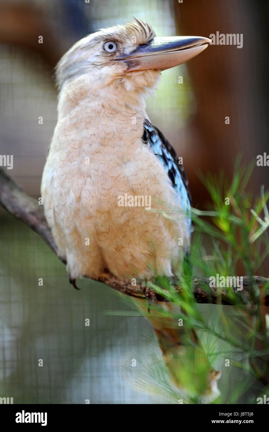 A close up shot of an Australian Kookaburra Stock Photo - Alamy