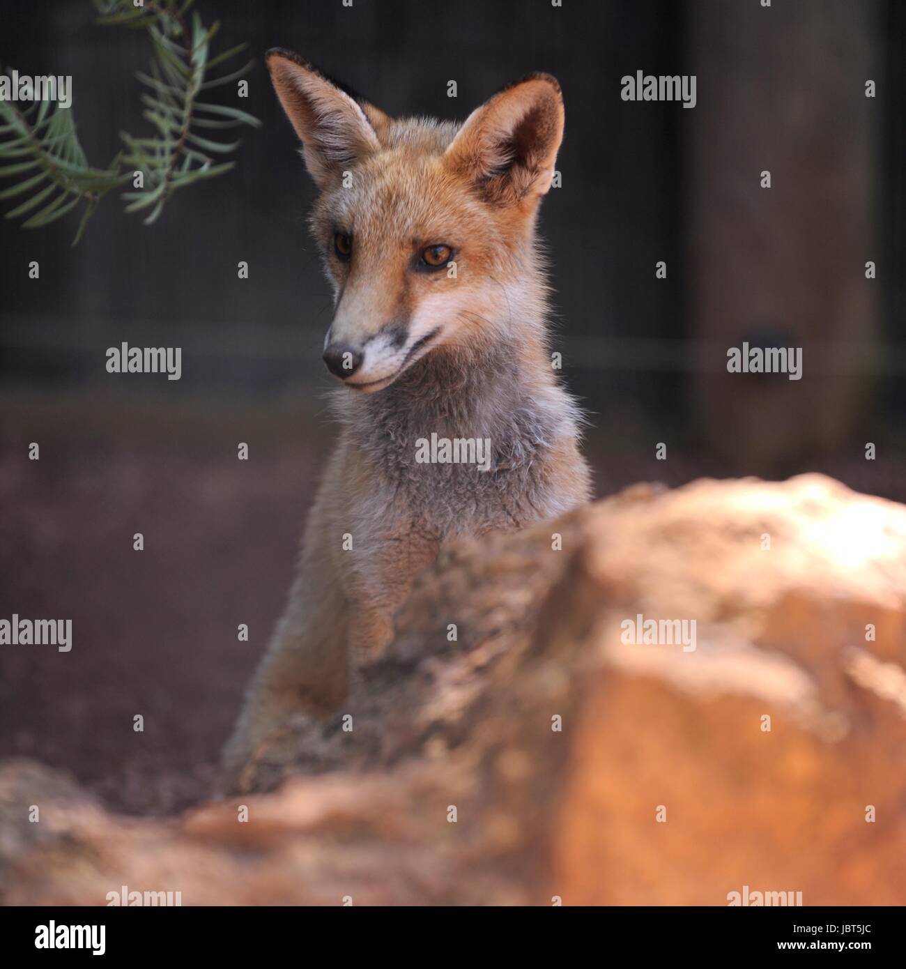 Australian Red Fox High Resolution Stock Photography and Images - Alamy