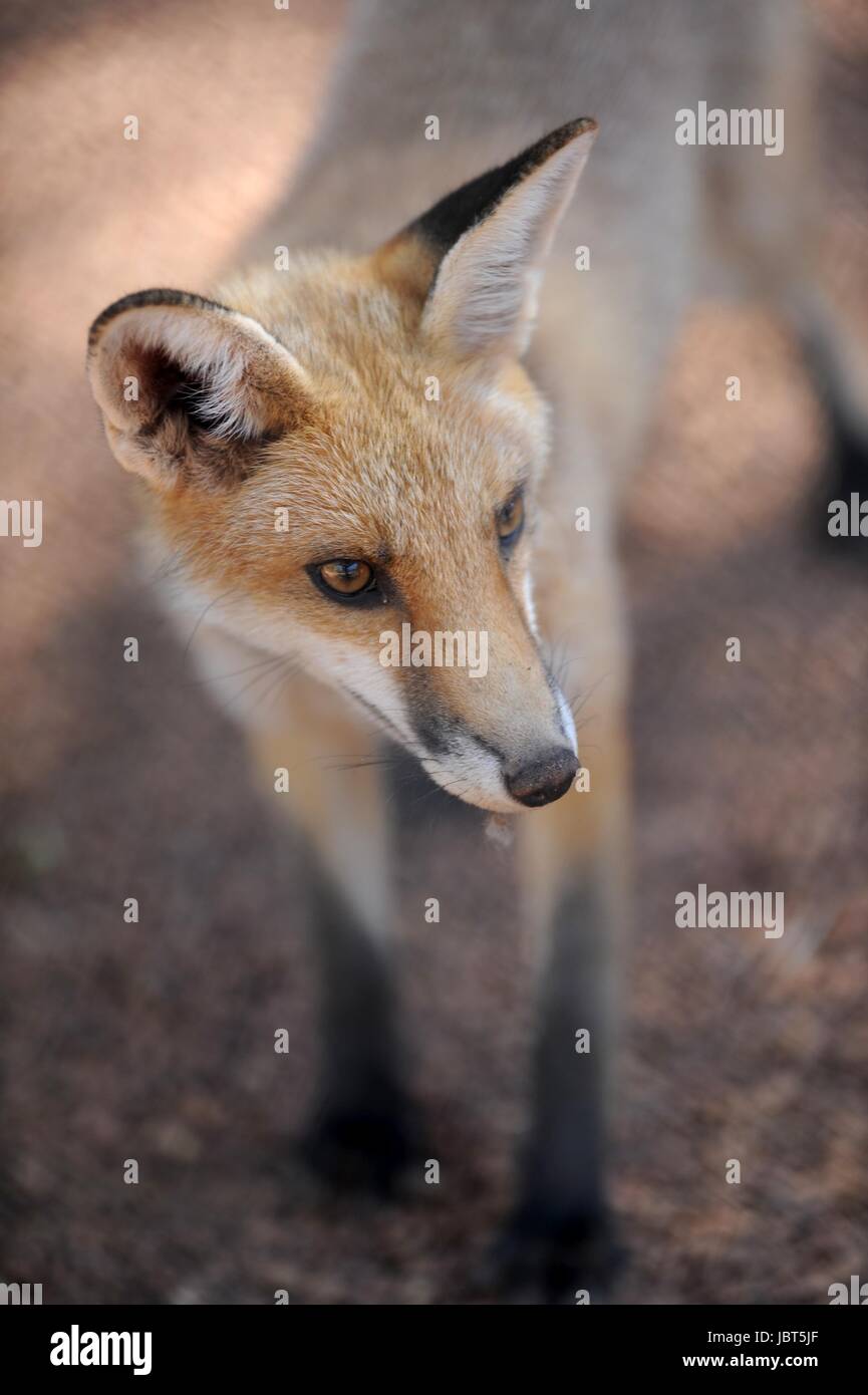 A close up shot of an Australian Fox Stock Photo - Alamy