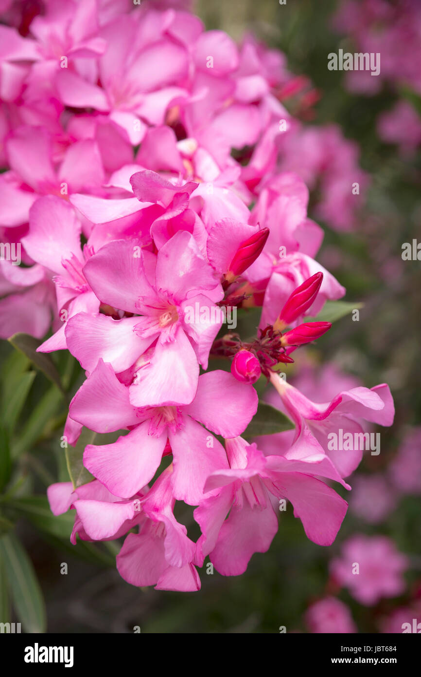 Blühender Oleander (Nerium oleander Stock Photo - Alamy