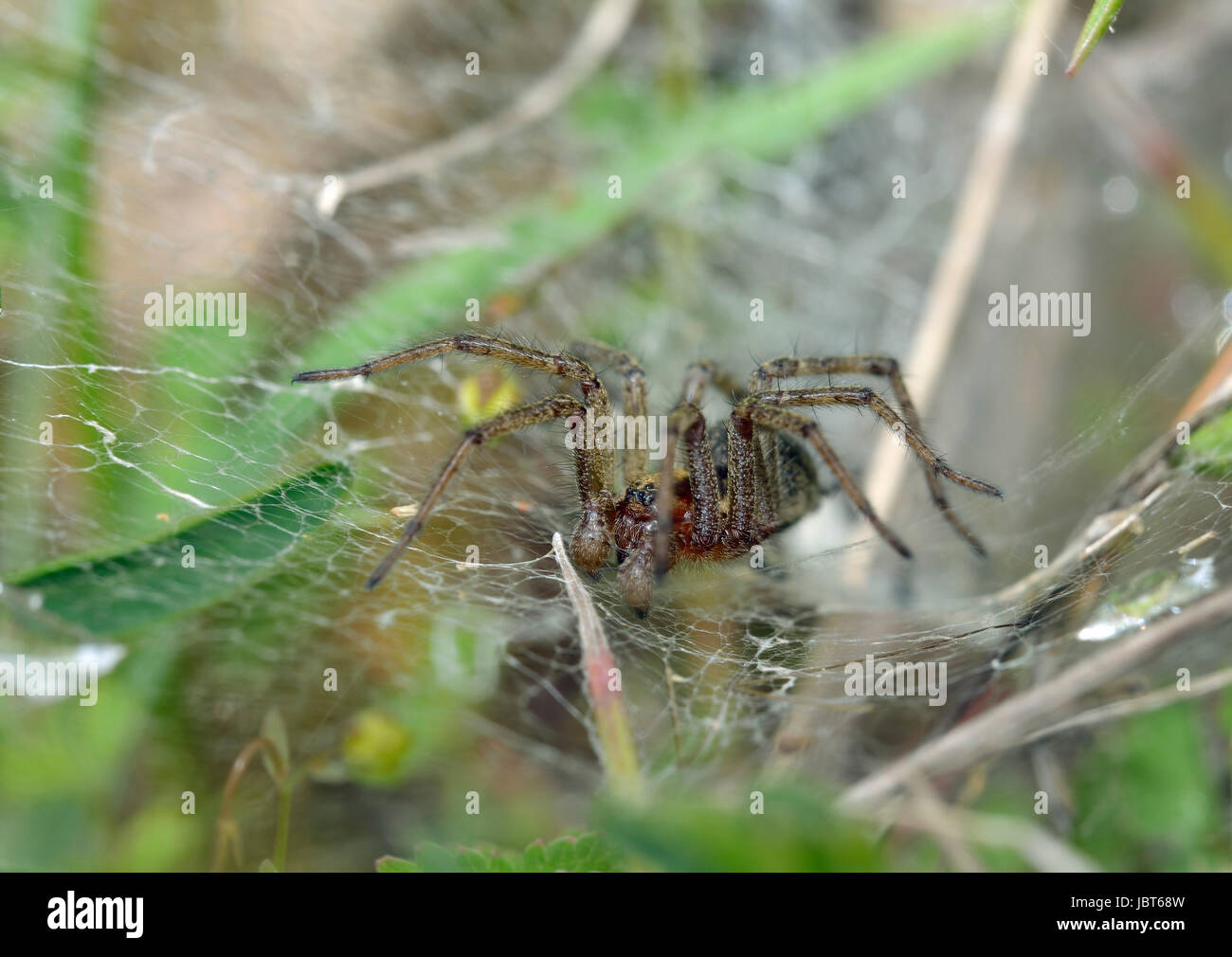 Labyrinth Spider Web High Resolution Stock Photography and Images - Alamy