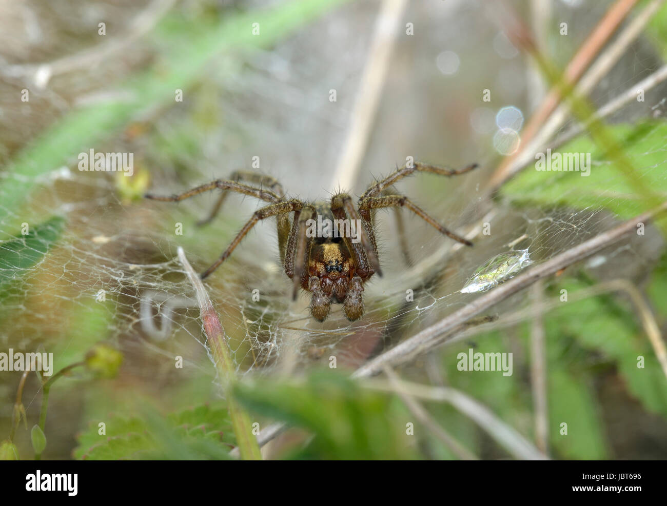 Labyrinth spider hi-res stock photography and images - Alamy
