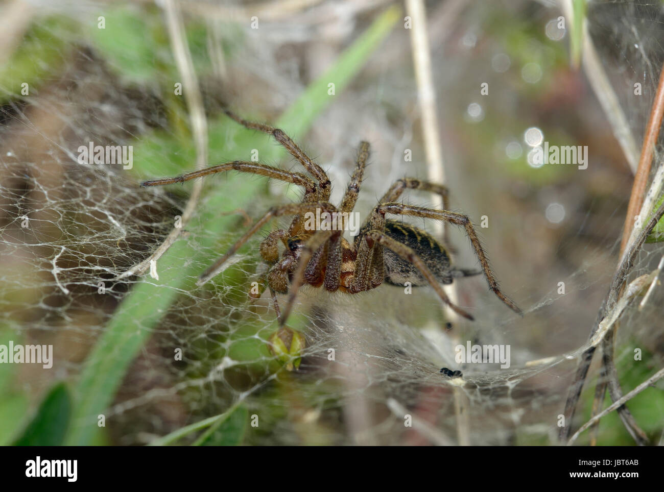 Labyrinth Spider - Agalena labrynthica Stock Photo - Alamy