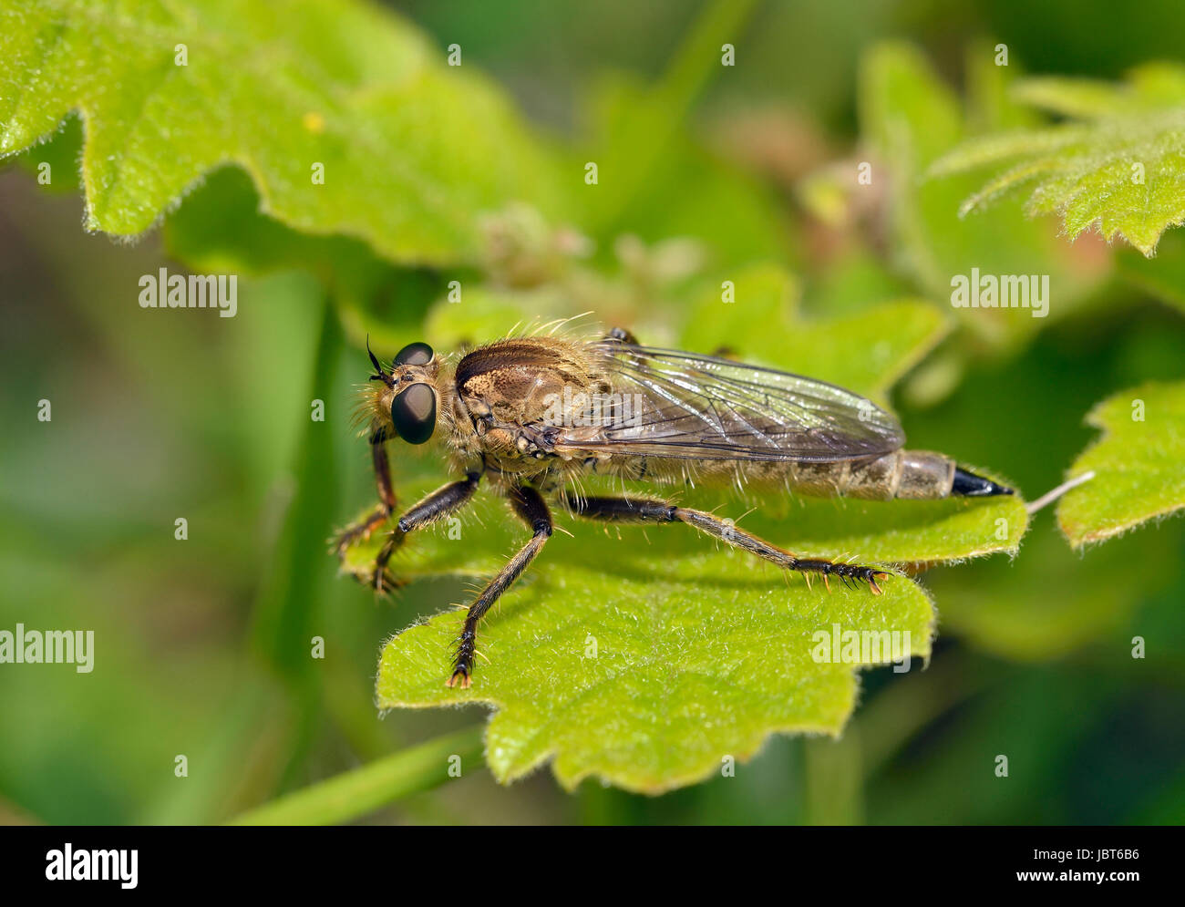 Kite-tailed Robberfly - Machimus atricapillus Large Predatory Fly Stock ...