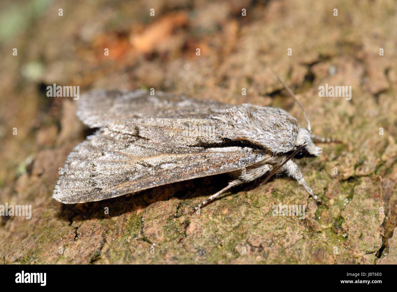 Grey Dagger Moth - Acronicta psi Stock Photo - Alamy