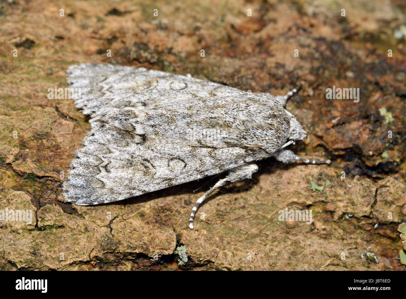 The sycamore moth hi-res stock photography and images - Alamy