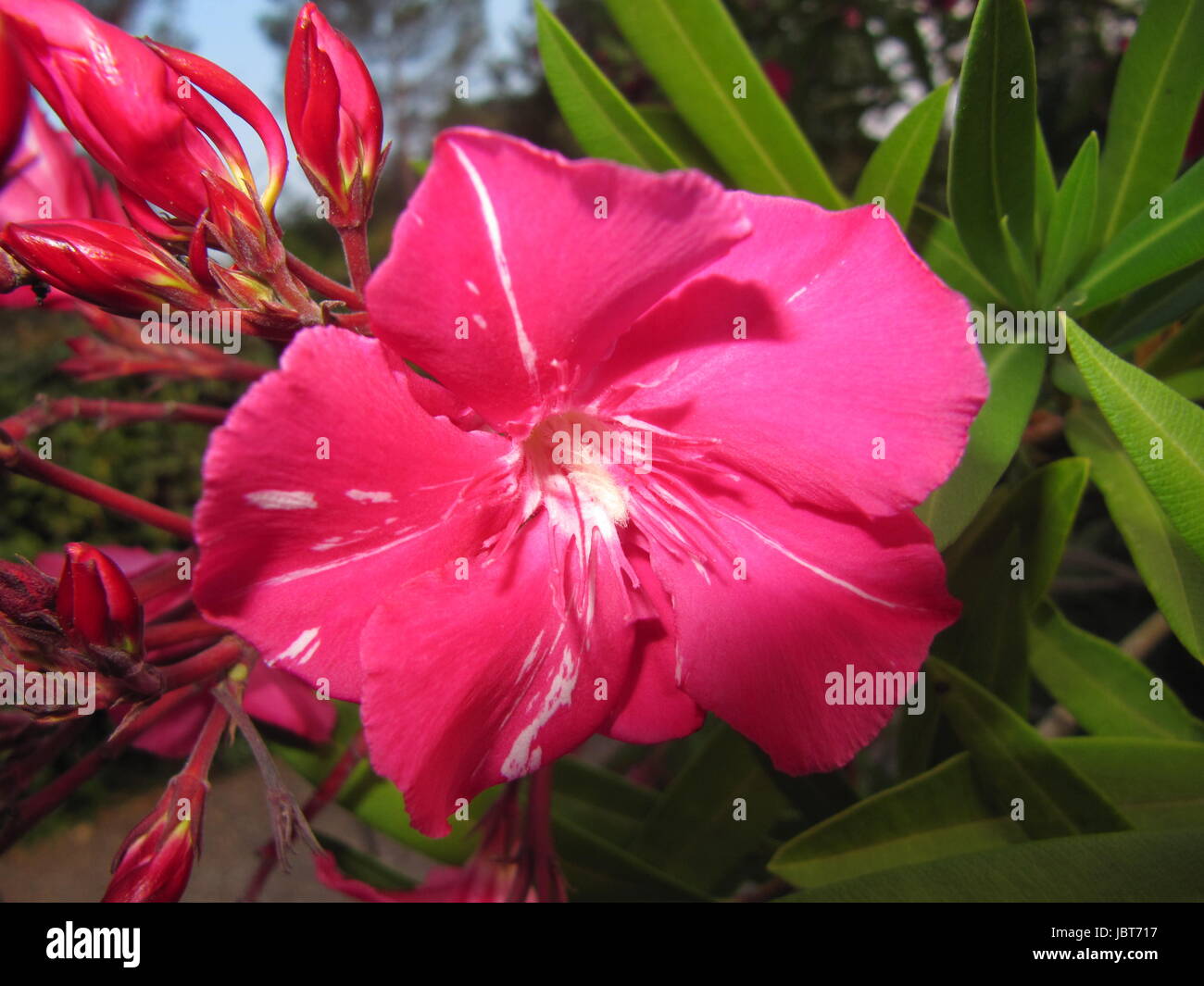 Laurier plant hi-res stock photography and images - Alamy