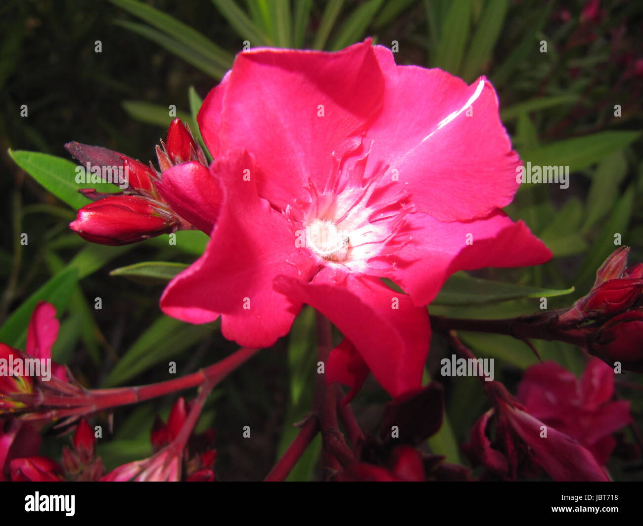 Oleanders garden hi-res stock photography and images - Alamy