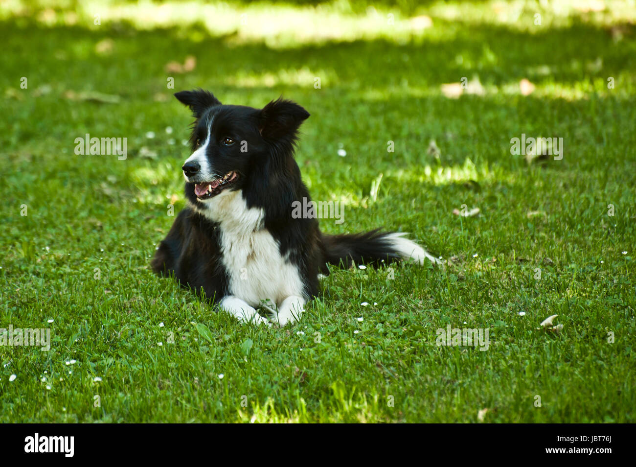 Border collie dog sitting and attentive Stock Photo - Alamy