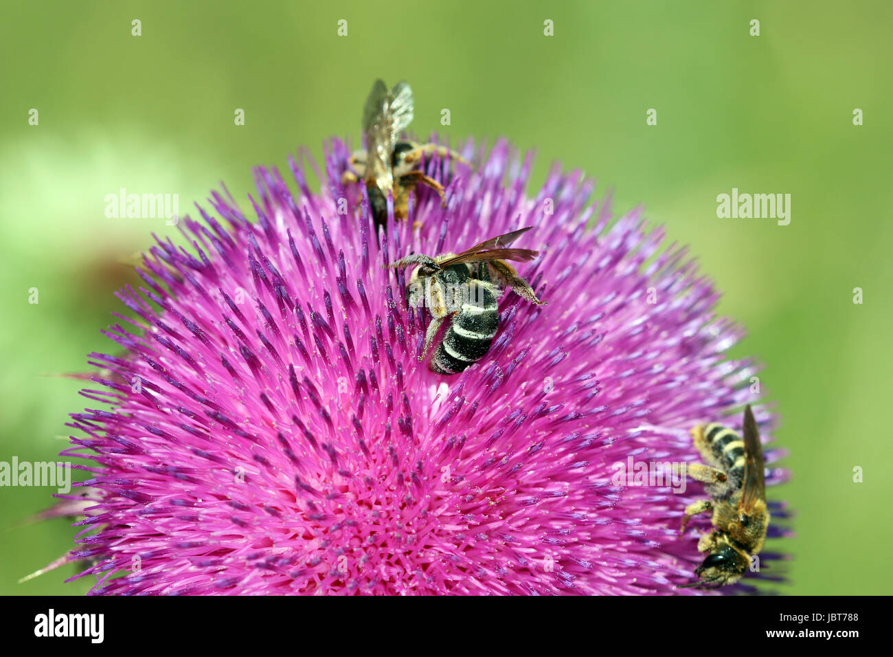 Bee three wing hi-res stock photography and images - Alamy