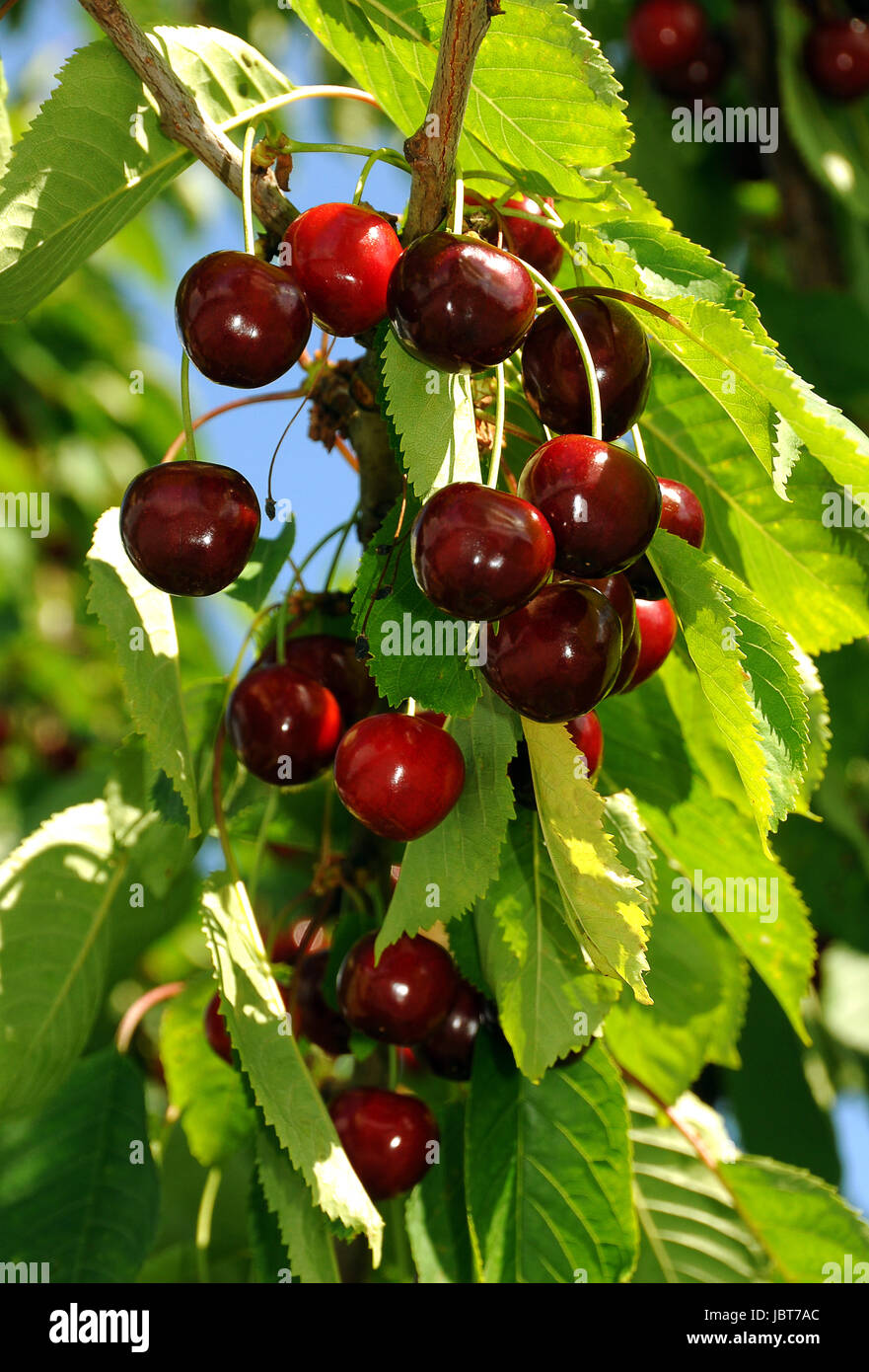 Kirschernte hi-res stock photography and images - Alamy