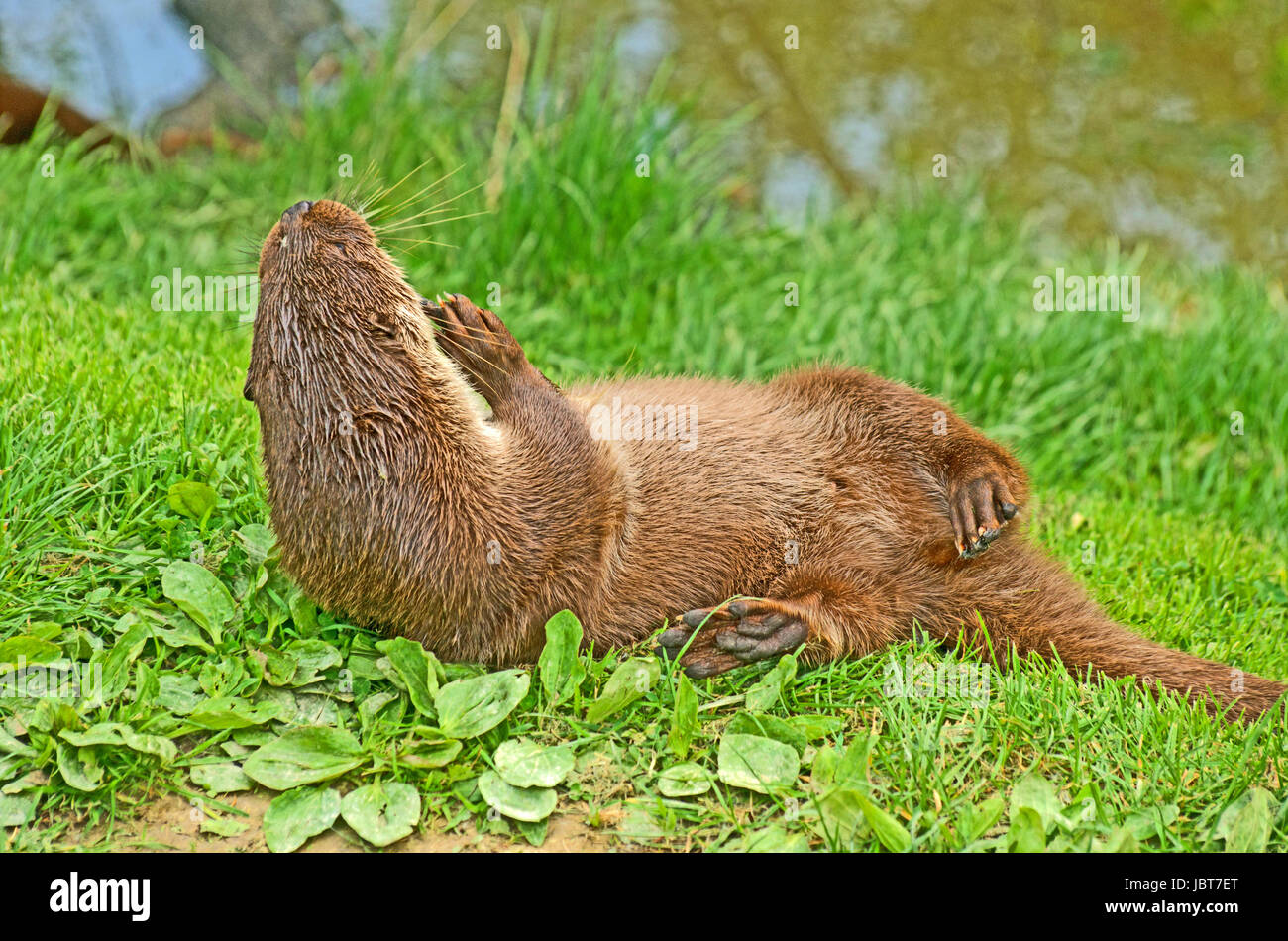 British Otter, Captive Stock Photo - Alamy