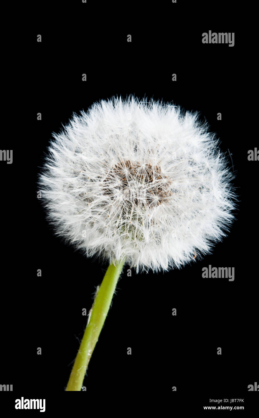 Dandelion Clock High Resolution Stock Photography and Images - Alamy
