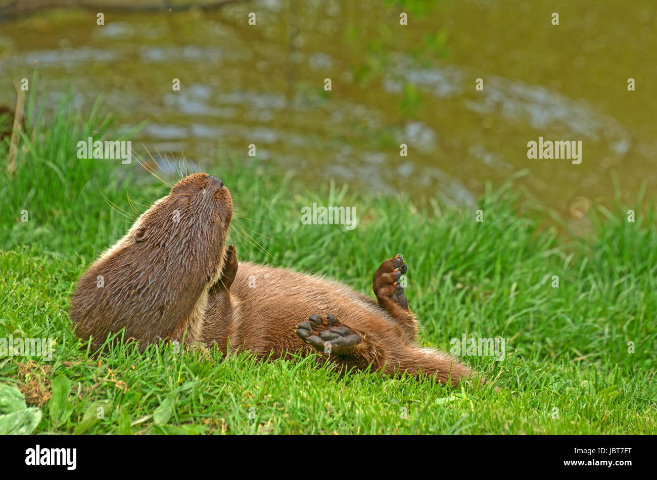 British Otter, Captive Stock Photo - Alamy