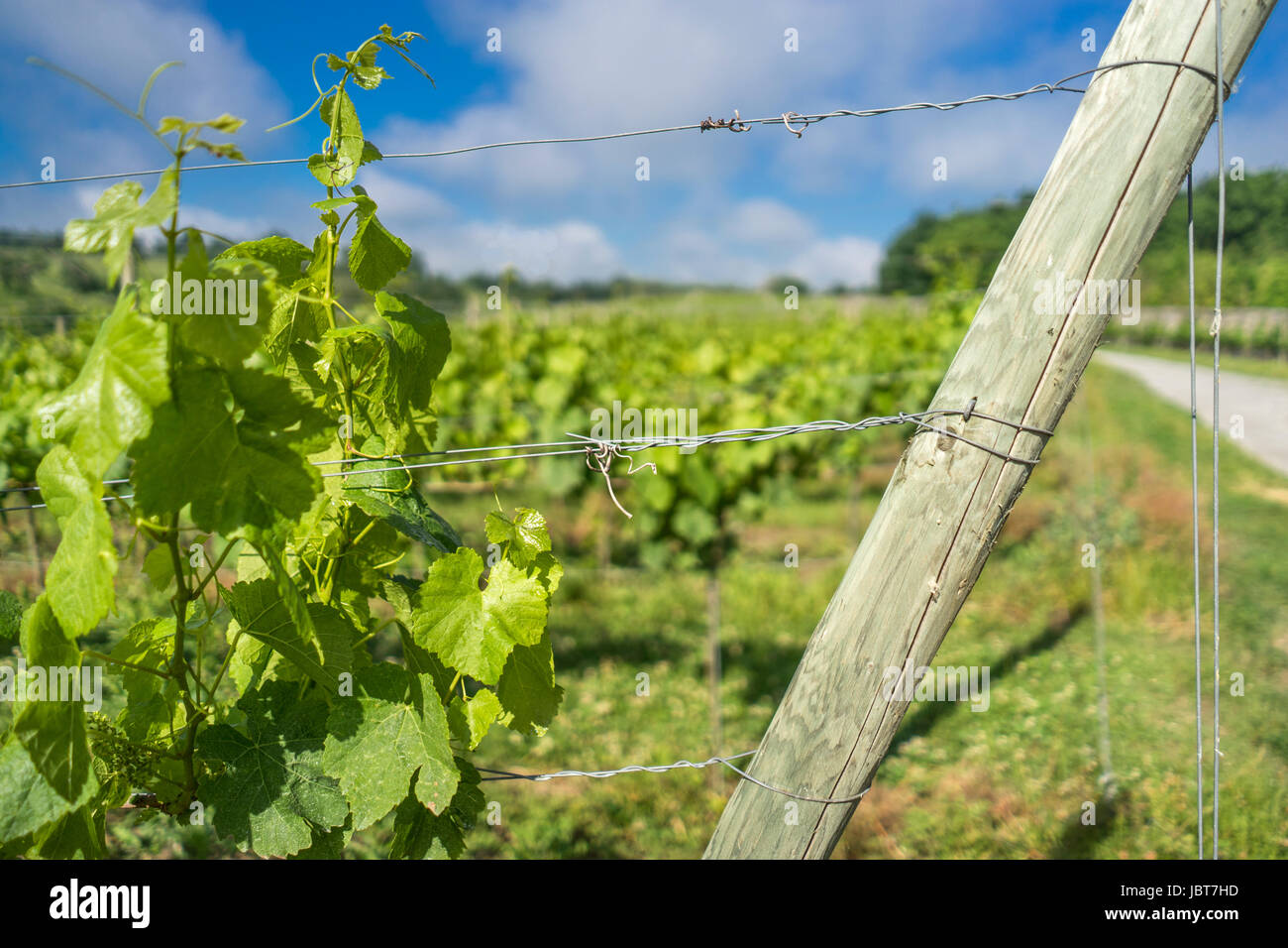 Details on vineyard plant fixture Stock Photo - Alamy