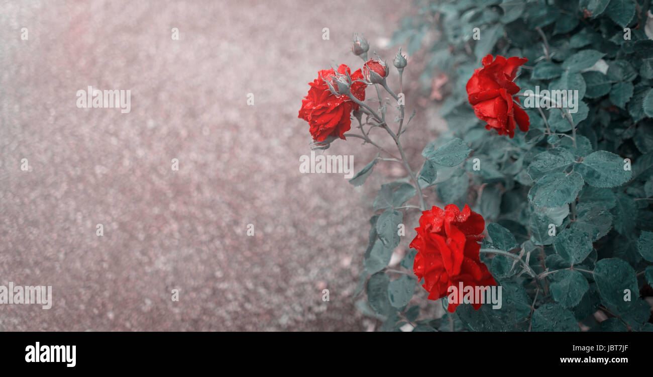 Red romantic roses growing beside the road Stock Photo - Alamy