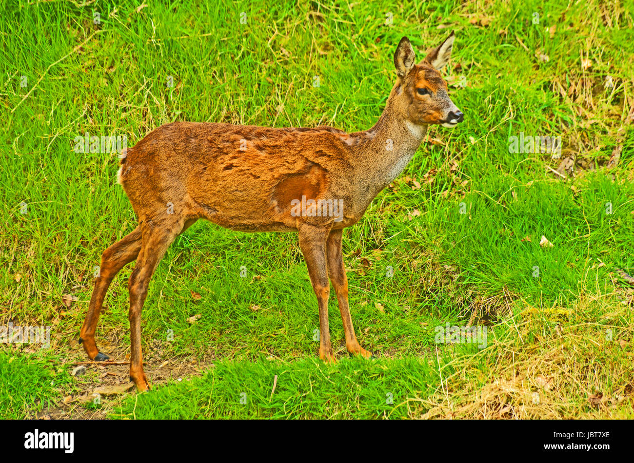 Roe Deer Surrey England UK Captive Stock Photo - Alamy