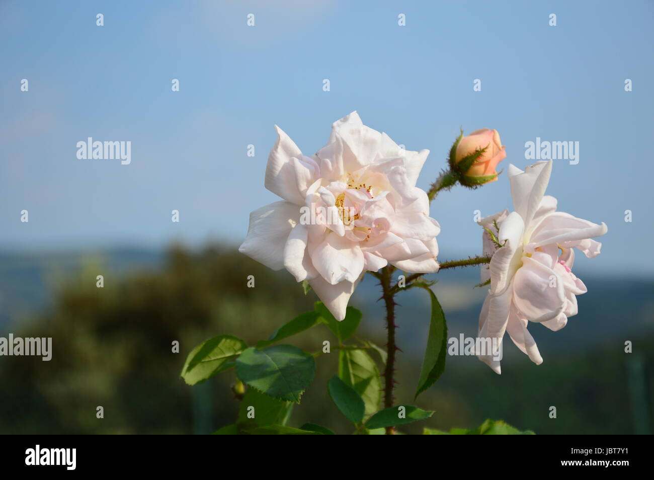 Zoom rose hi-res stock photography and images - Alamy