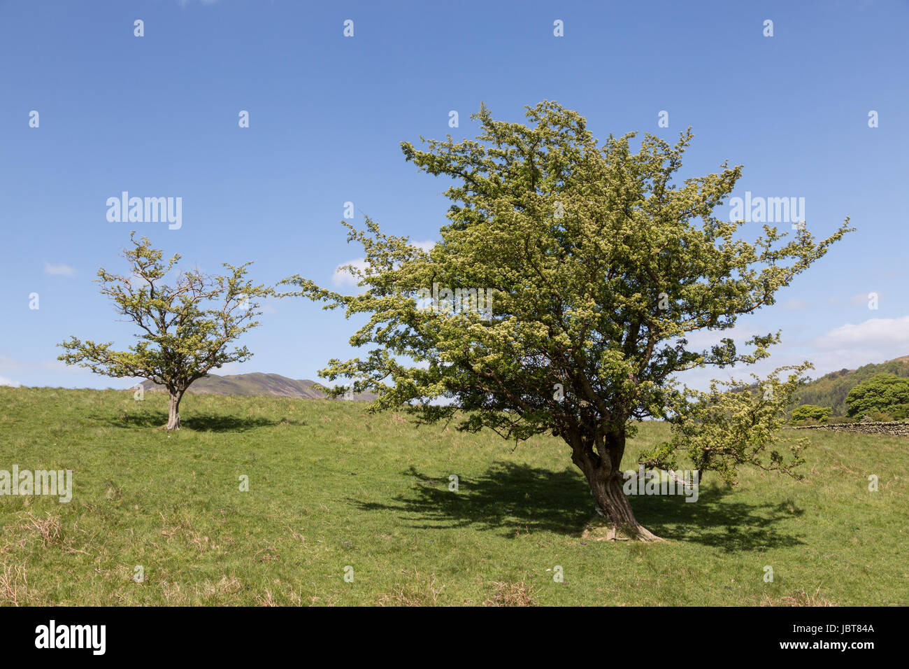 Two trees near Buttermere Stock Photo - Alamy