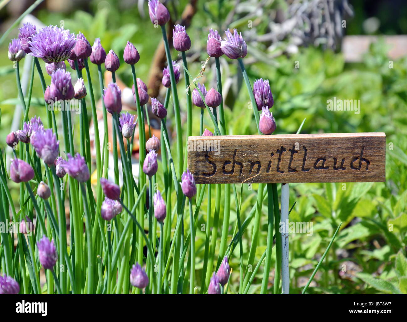 Botany leek allium chives hi-res stock photography and images - Alamy