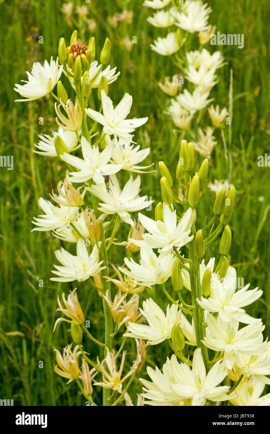 White flowers meadow hi-res stock photography and images - Alamy